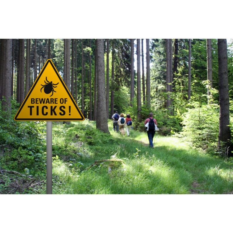 LYME DISEASE CO-INFECTIONS